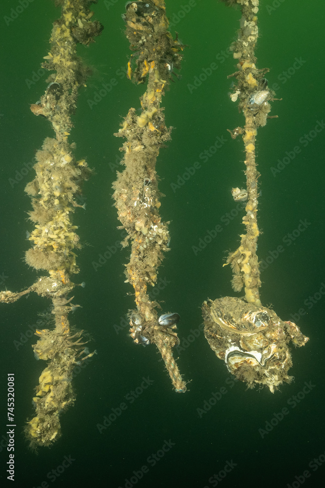 mussel farm underwater. shellfish grow on ropes suspended from the ...