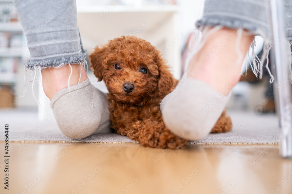 Portrait of a tan poodle toy puppy looking directly at the camera with ...