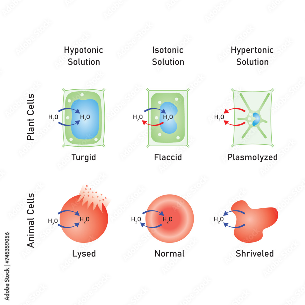Poster Osmosis in Animal Cells and Plant Cells Scientific Design – Wall ...