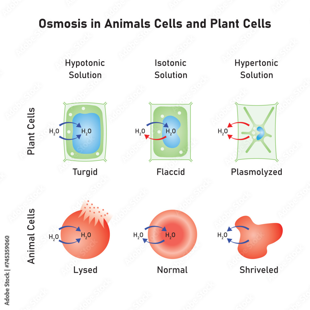Osmosis in Animal Cells and Plant Cells Scientific Design. Vector ...