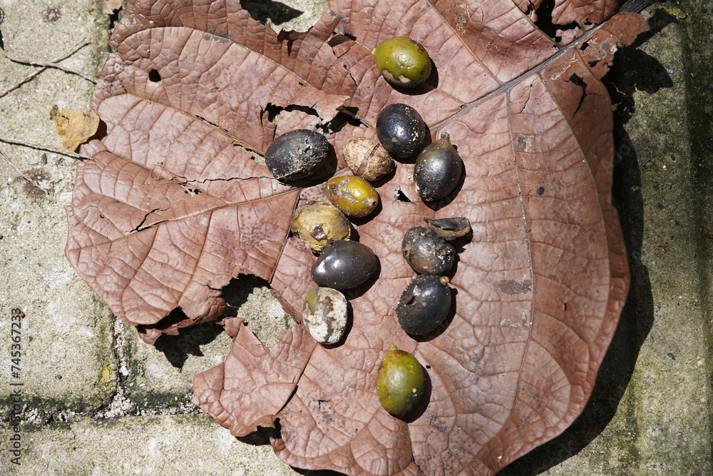 Fruits of the Copernicia prunifera or the carnaúba palm or carnaubeira ...