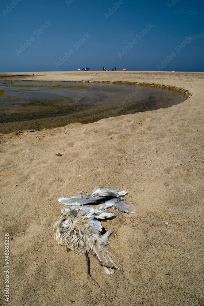 dead seagull and sea salt flats Piscinas Ingurtosu. Medio Campidano ...