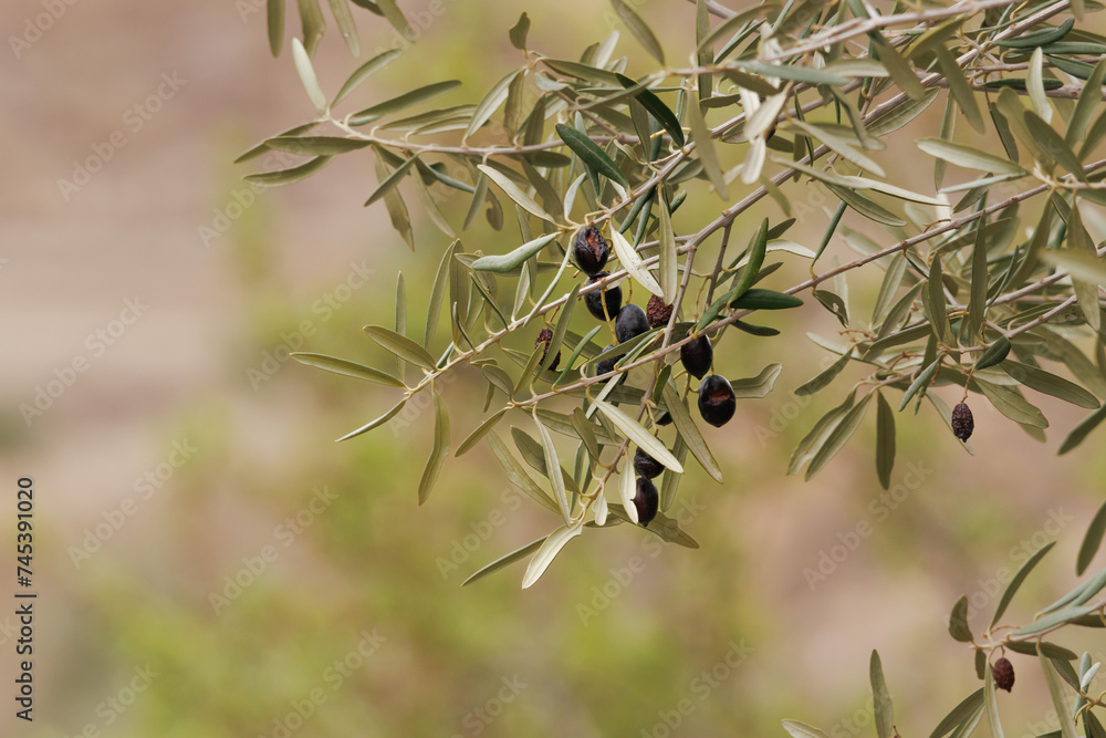 Aceitunas maduras sin recolectar en el mes de febrero usadas como ...