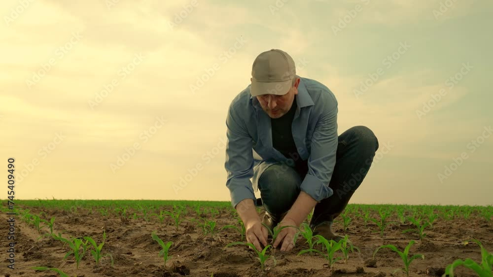 Farmer hands plant green corn sprout in ground. Agronomist worker in ...