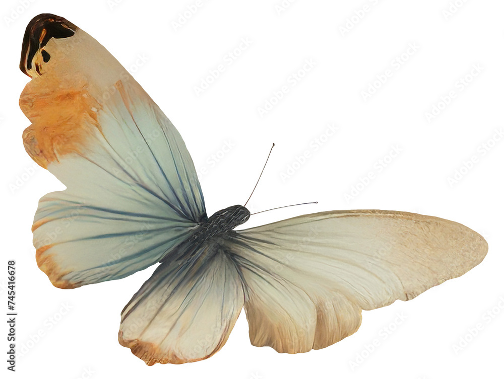 Swallowtail mahaon butterfly isolated vintage illustration on ...