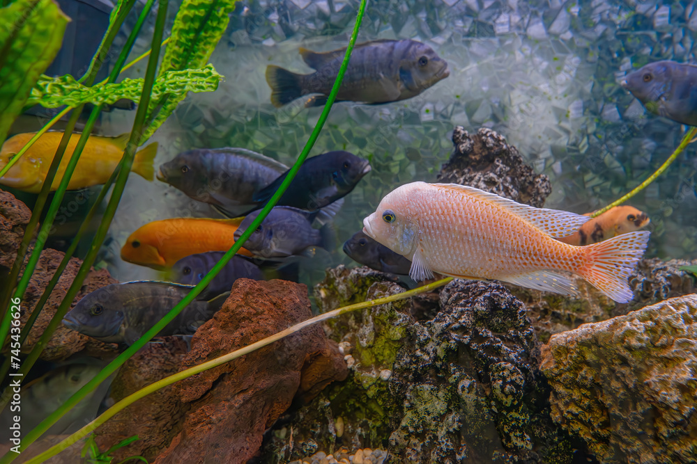 Pseudotropheus zebra, red african cichlid mbuna swimming in aquarium ...