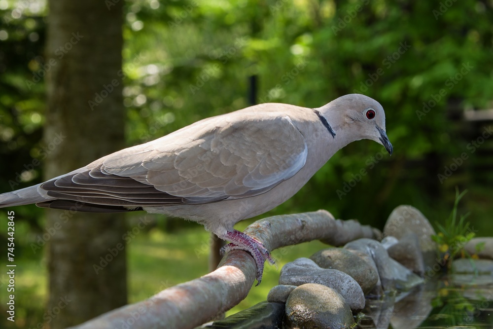 Collared-Dove , Streptopelia decaocto on a stick peers into the bird's ...
