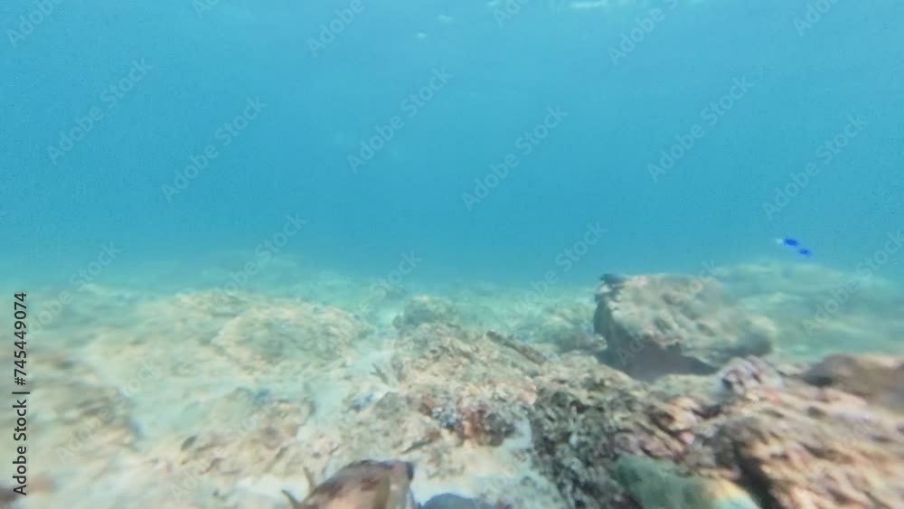 Colorful underwater scene showing Puffer Fish and sea urchins among ...
