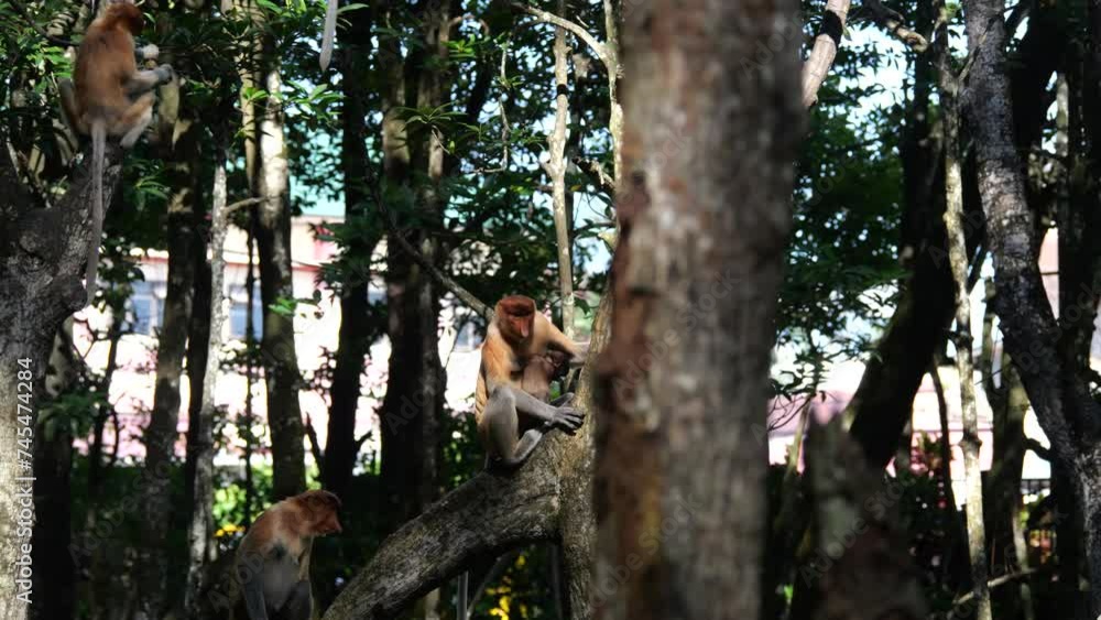 proboscis monkey (Nasalis larvatus) is sitting on a tree. Proboscis ...