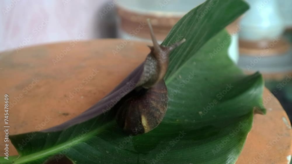 Bekicot or Lissachatina fulica, The snail puts out tentacles and crawls ...