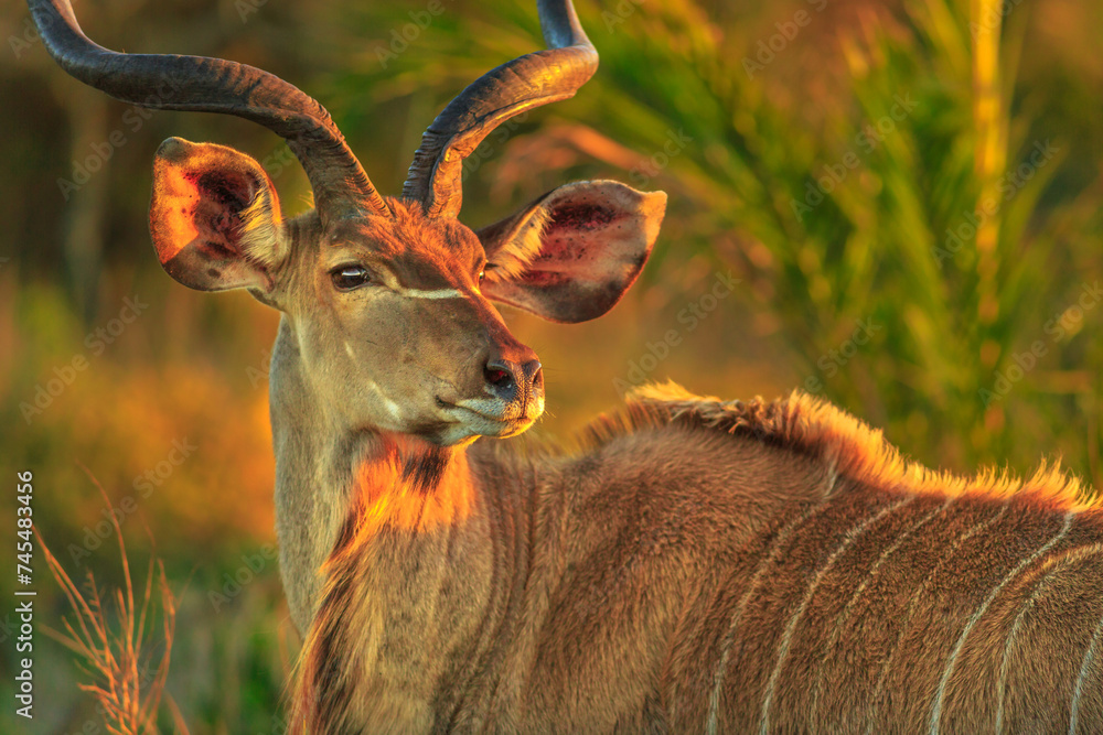 Closeup of male Greater kudu, a species of antelope in the bushland at ...