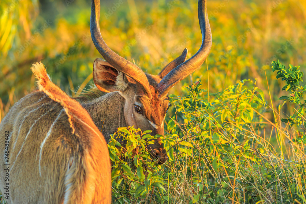 Side view of male Greater kudu, a species of antelope standing in ...