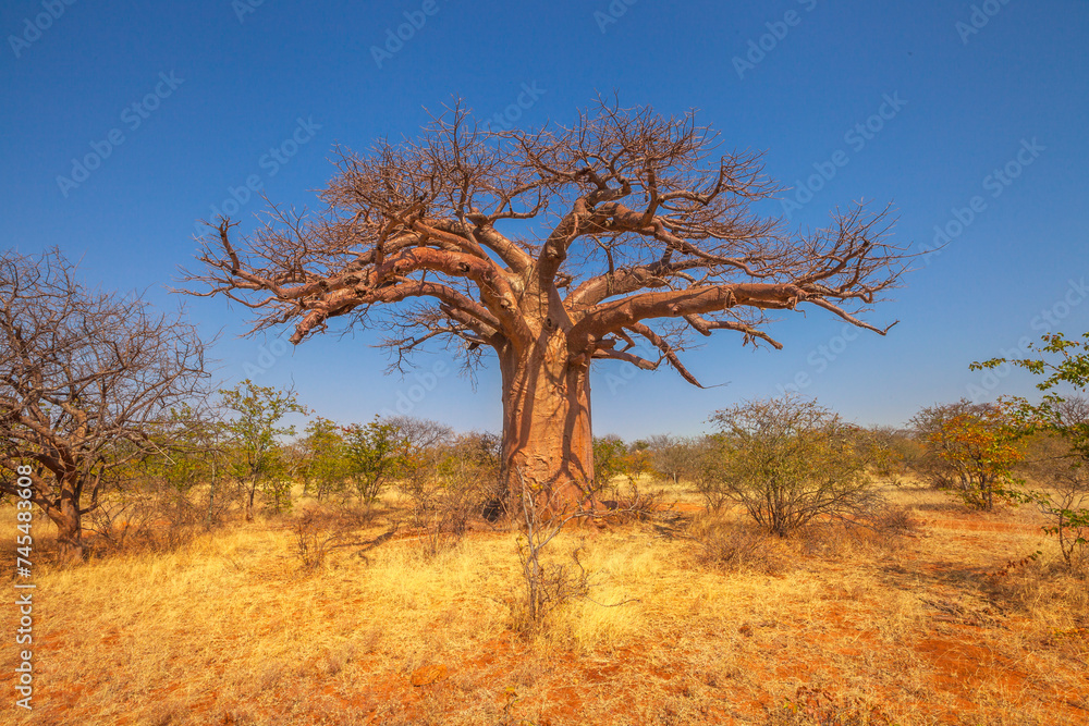 African Baobab tree or monkey bread trees, tabaldi or bottle trees, in ...