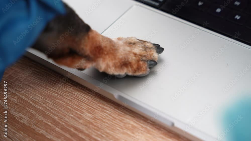 Dog moves paw in concentration on touchpad of steel laptop, moves ...