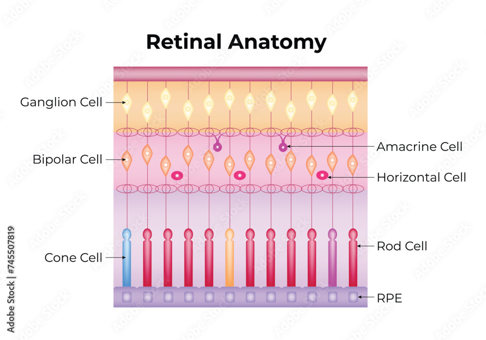 Retinal Anatomy Science Design Vector Illustration Diagram Stock Vector ...