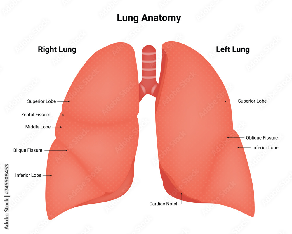 Lung Anatomy Science Design Vector Illustration Diagram Stock Vector ...