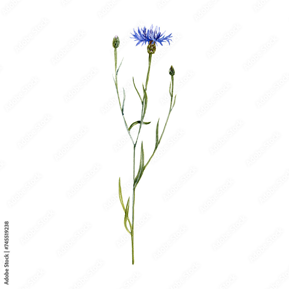 watercolor drawing plant of blue cornflower with leaves and flowers ...