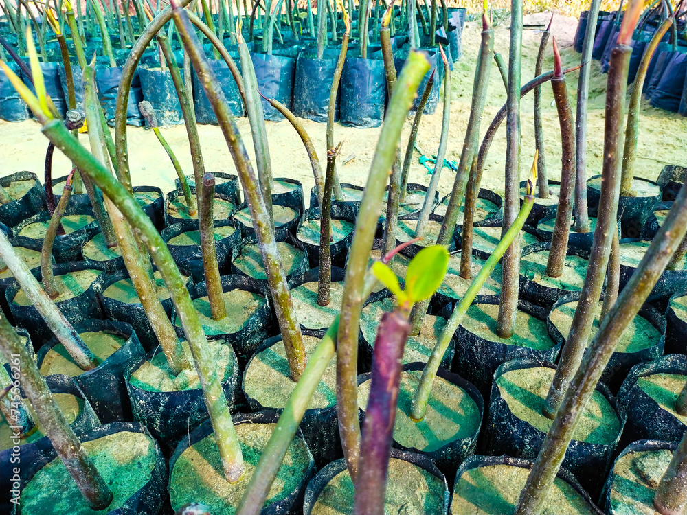 A rare mangrove plant sapling. Mangrove forests, grow mainly at costal ...