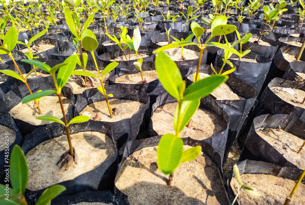 A rare mangrove plant sapling. Mangrove forests, grow mainly at costal ...