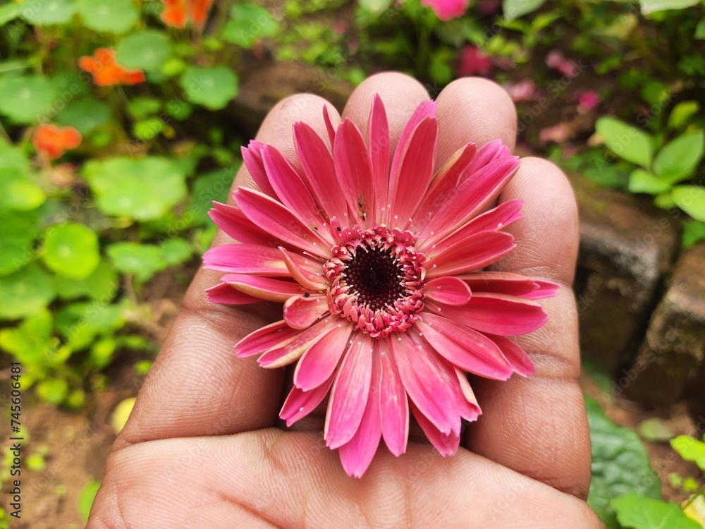 Gerbera flower. Its plants in the Asteraceae family. Gerbera is also ...