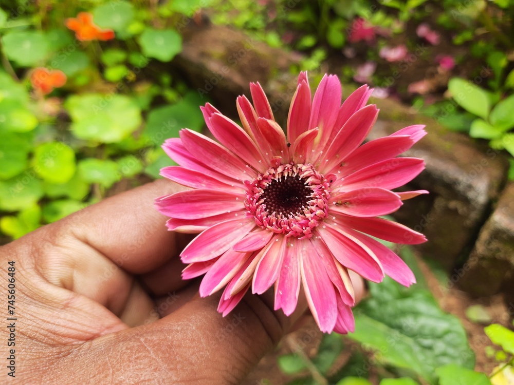 Gerbera flower. Its plants in the Asteraceae family. Gerbera is also ...