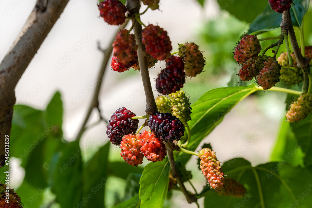 Mulberry. Ripe fruit ona mulberry tree. Black mulberry. Morus alba ...