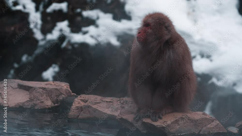 Snow monkeys relaxing in a hot spring at Jigokudani Monkey Park in ...