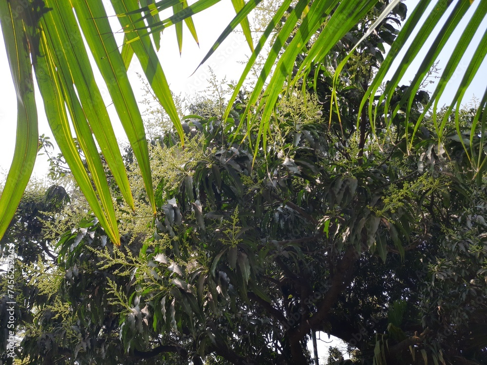 Mango flower in tree. It is a popular fruits tree in summer season ...