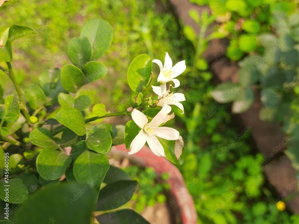Murraya paniculata flower. Its other names orange jasmine, orange ...