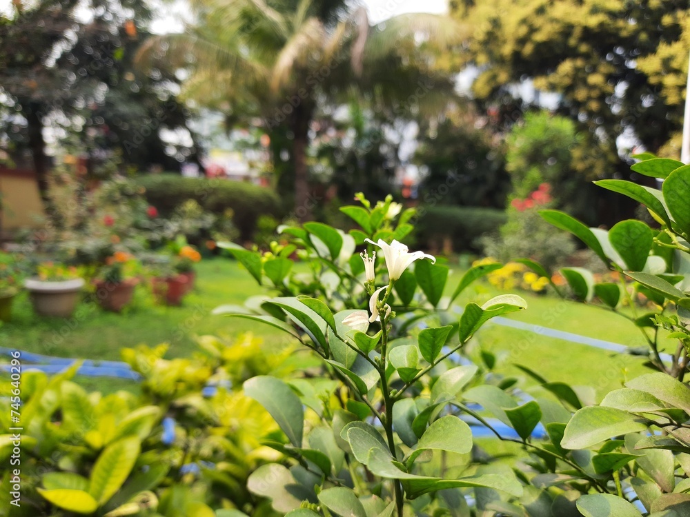 Murraya paniculata flower. Its other names orange jasmine, orange ...