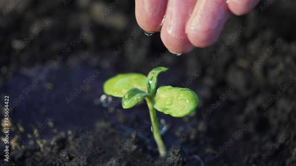 Caring hand pouring water on tiny sprout in garden. Leaves of plant ...