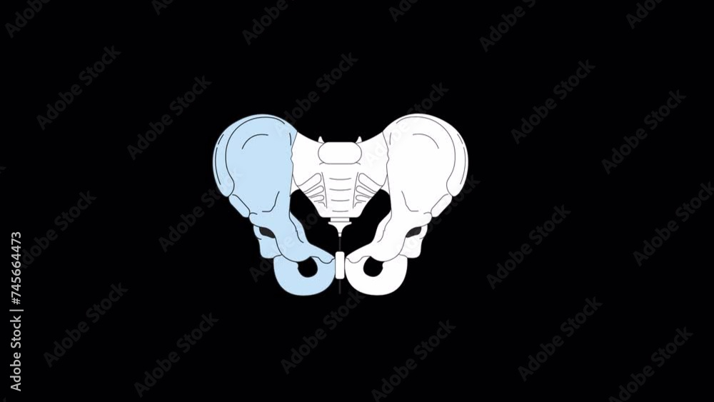 Pelvis bone anatomy line 2D object animation. Medical surgery ...
