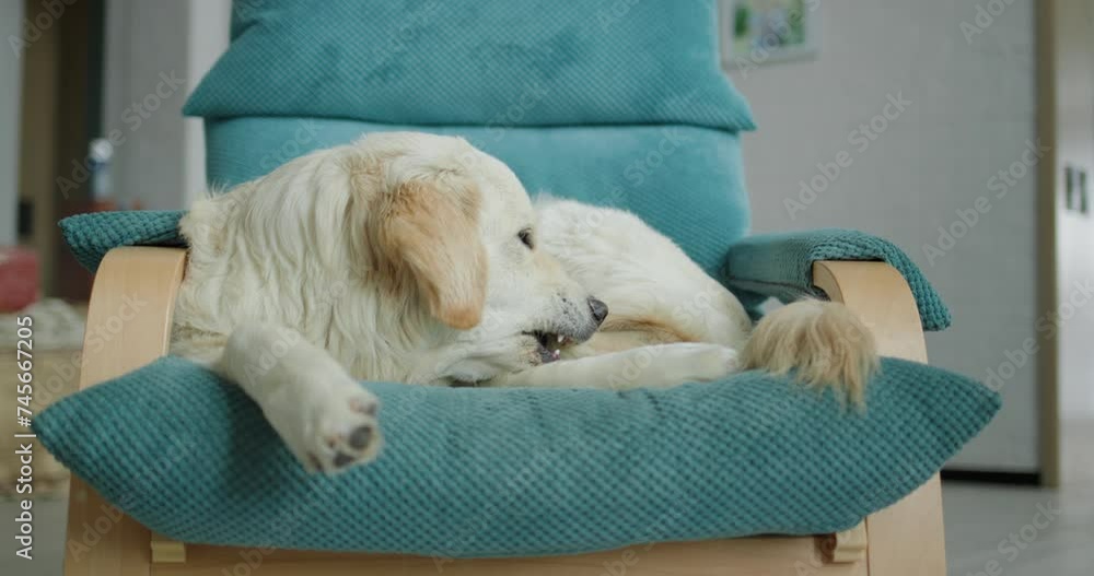 Vidéo Stock Golden retriever chewing his leg, getting a pedicure ...