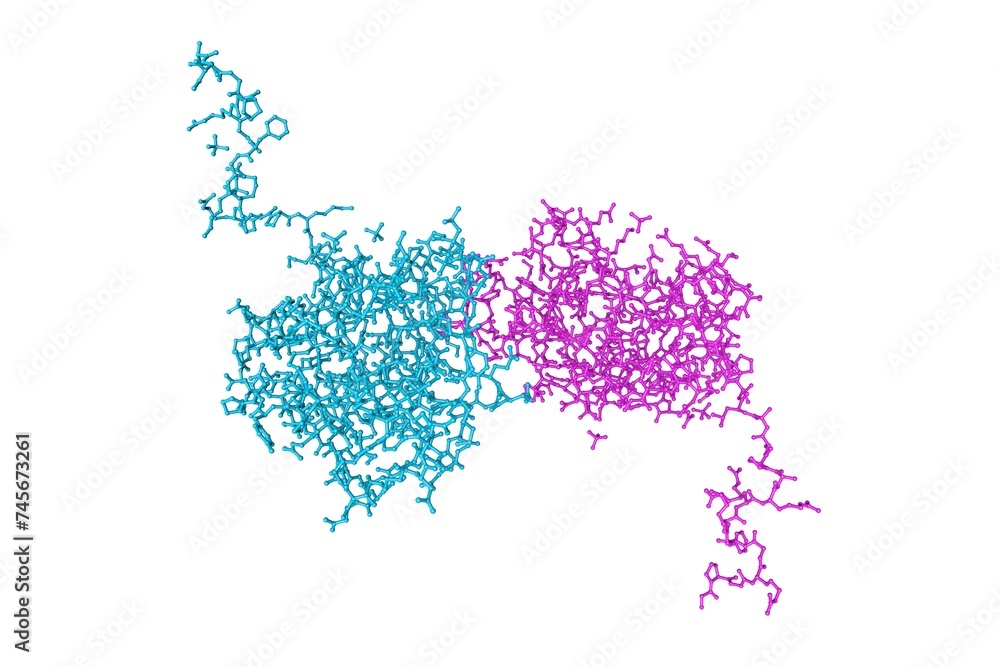 Structure of human sonic hedgehog N-terminal domain. Molecular model ...