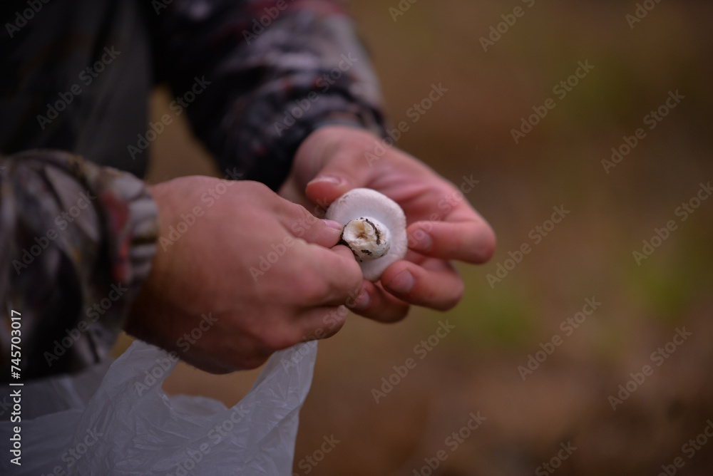Identification of Agaricus campestris fungal plants in their natural ...