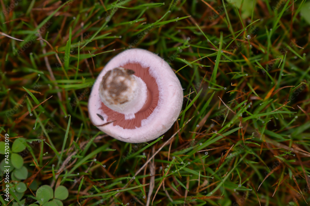 Identification of Agaricus campestris fungal plants in their natural ...