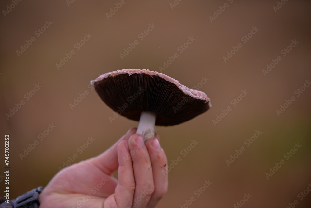 Identification of Agaricus campestris fungal plants in their natural ...