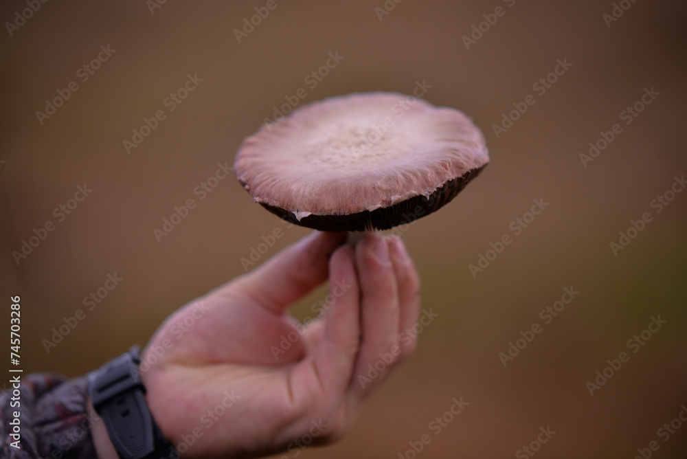 Identification of Agaricus campestris fungal plants in their natural ...