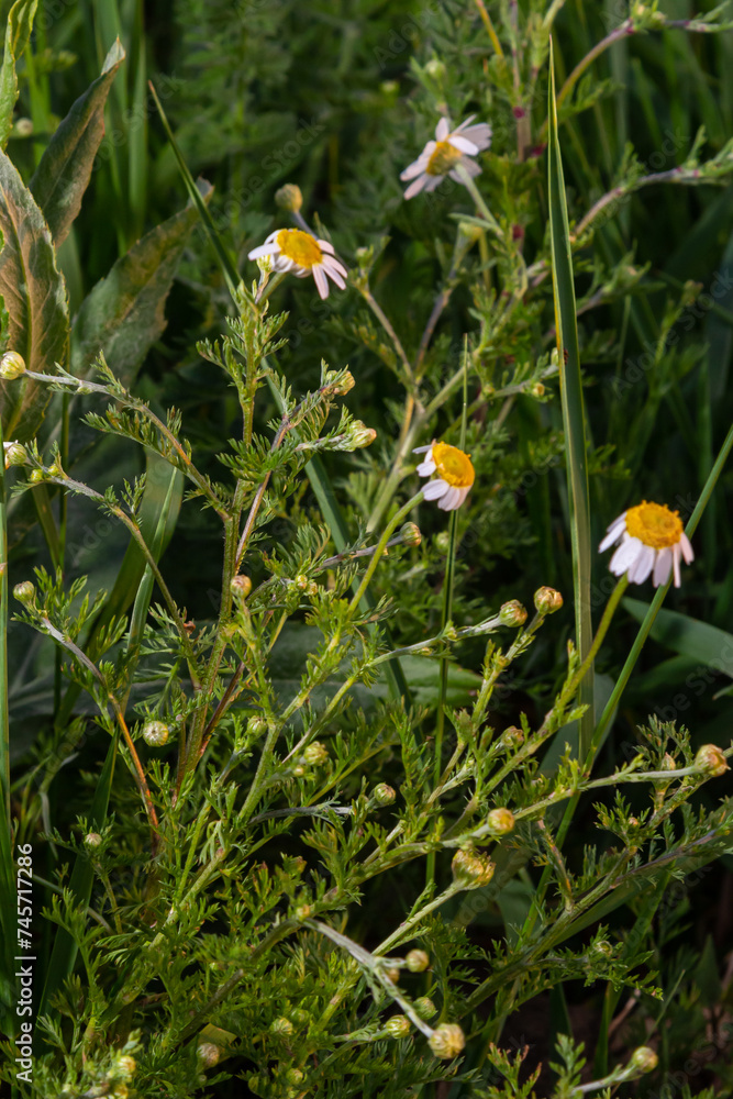 Flesh Flies belong to the family Sarcophagidae. Tripleurospermum ...