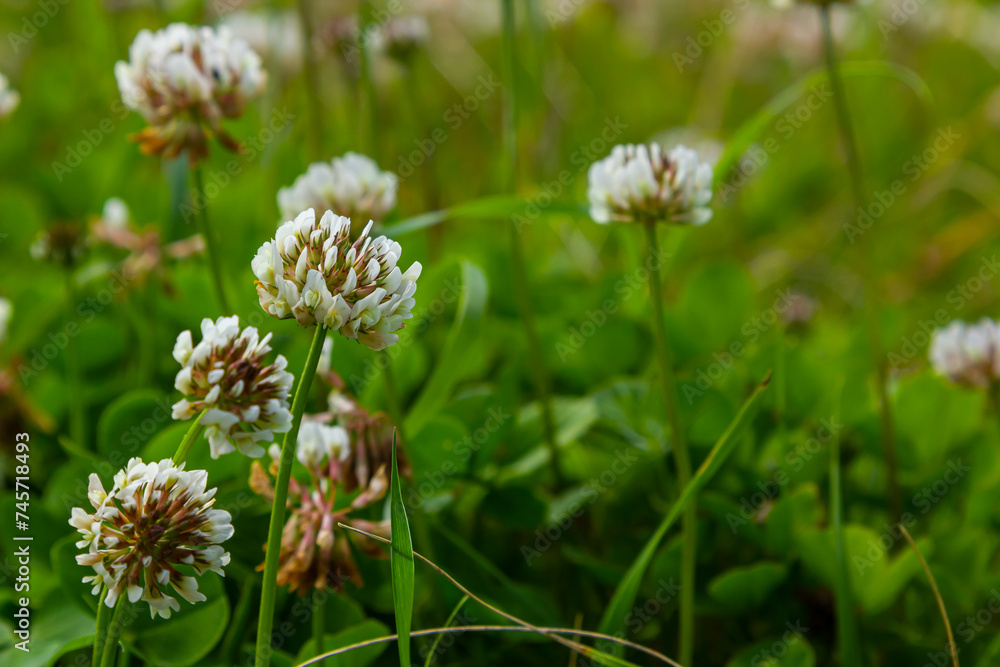 Clover or Trefoil flower, close up. Trifolium Repens or White Clover ...