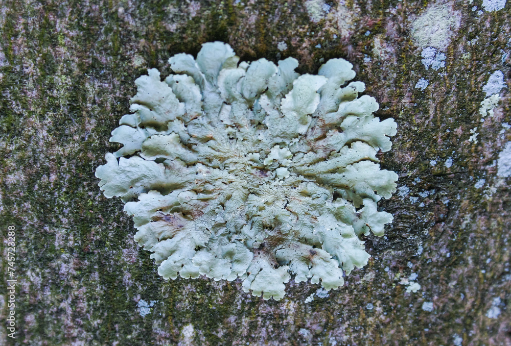 Lichen - it symbiosis fungus and algae that live in the most extreme ...