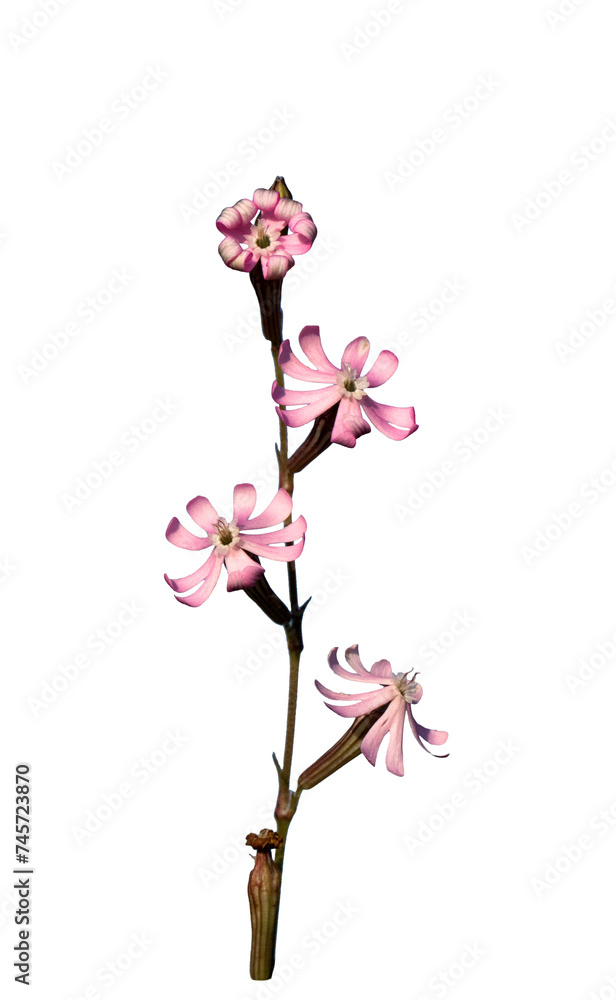 Beautiful pink flowers of Silene colorata is a species of plant in the ...