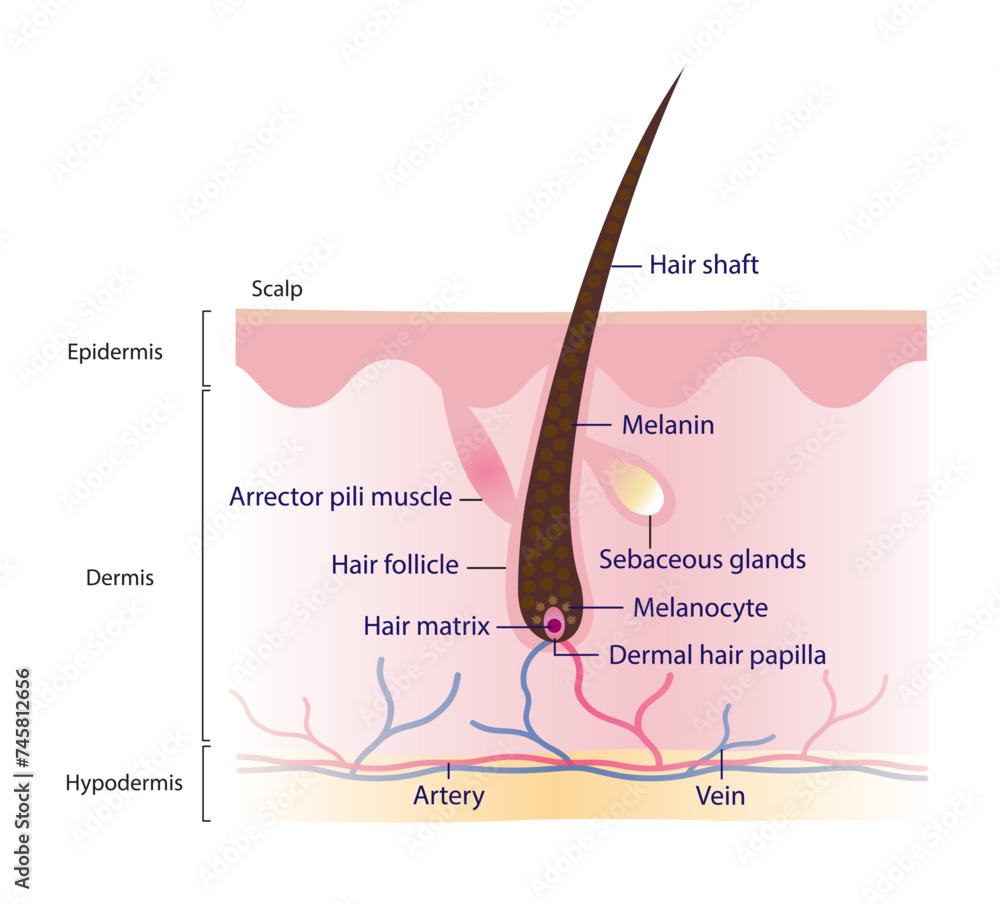 Diagram Of Hair Structure Anatomy Vector Illustration Isolated On White