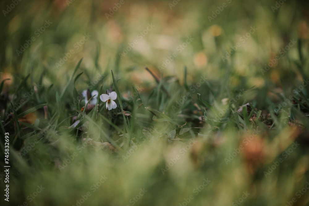 Clusters of wild violets growing through forest grass. Viola, the ...