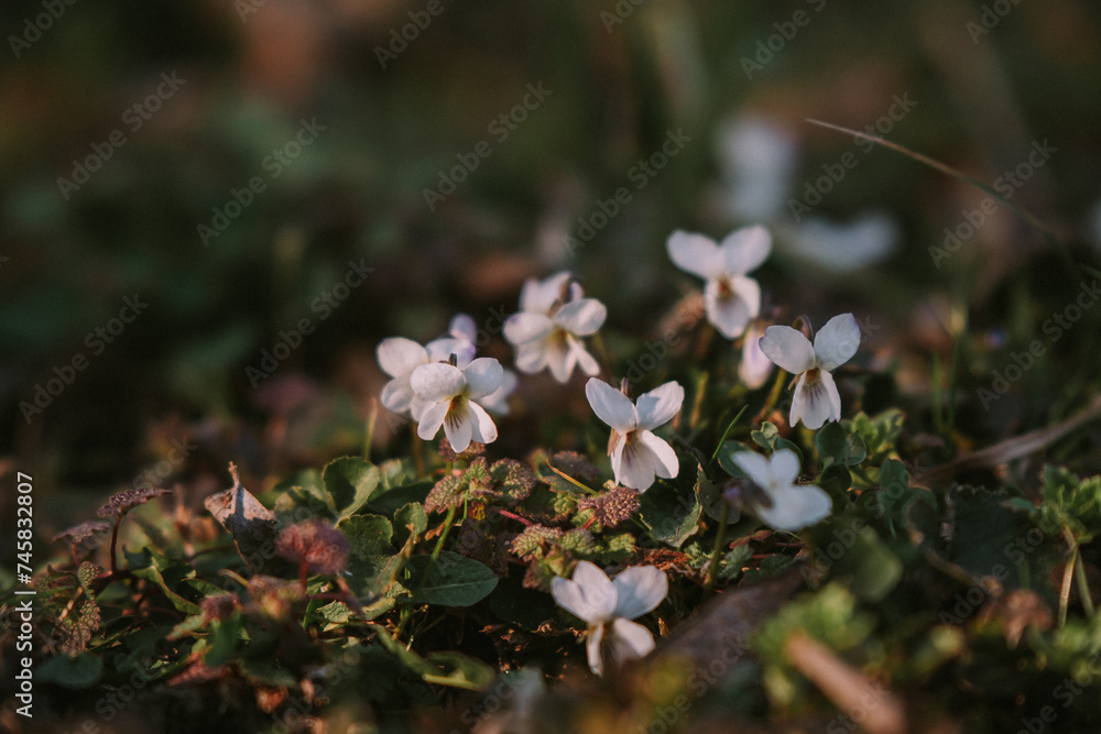 Clusters of wild violets growing through forest grass. Viola, the ...