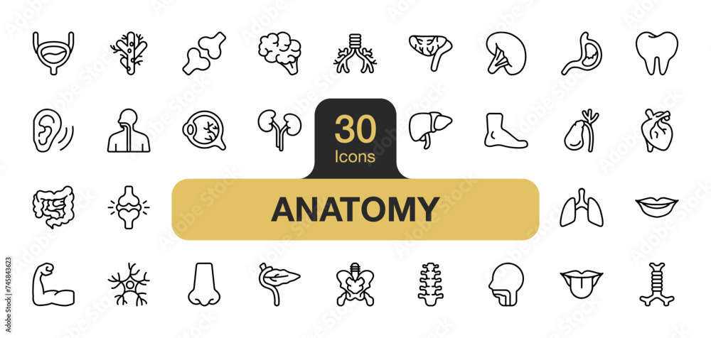 Set of 30 Anatomy icon element sets. Includes lungs, teeth, trachea ...