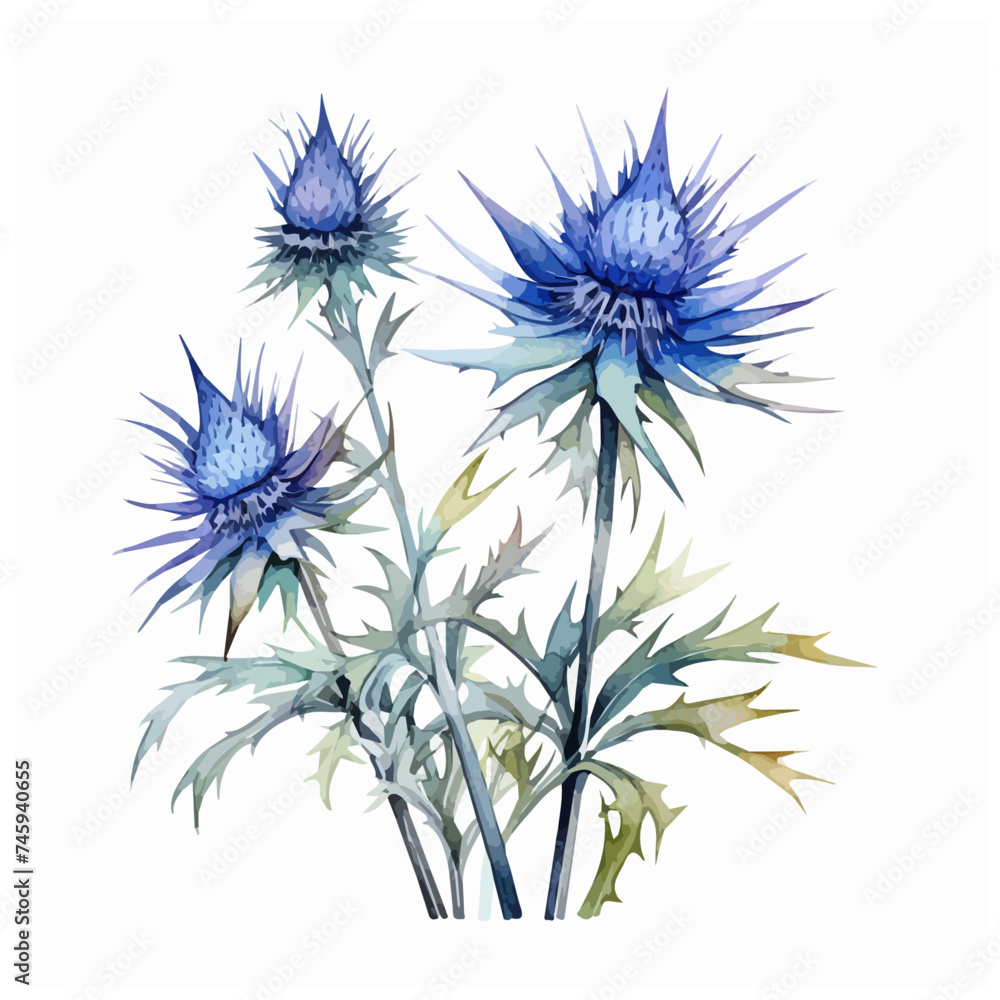 Watercolor Drawing of a blue flower Eryngium maritimum, isolated on a ...