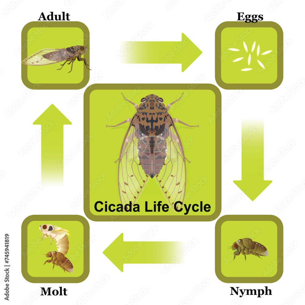 Cicada Life Cycle vector for graphic design,education,agricultural ...