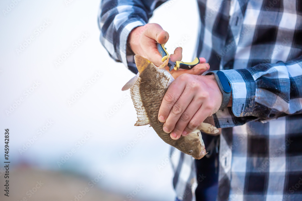 Fishing. A man caught a fish with a spinning rod. The fisherman cuts ...