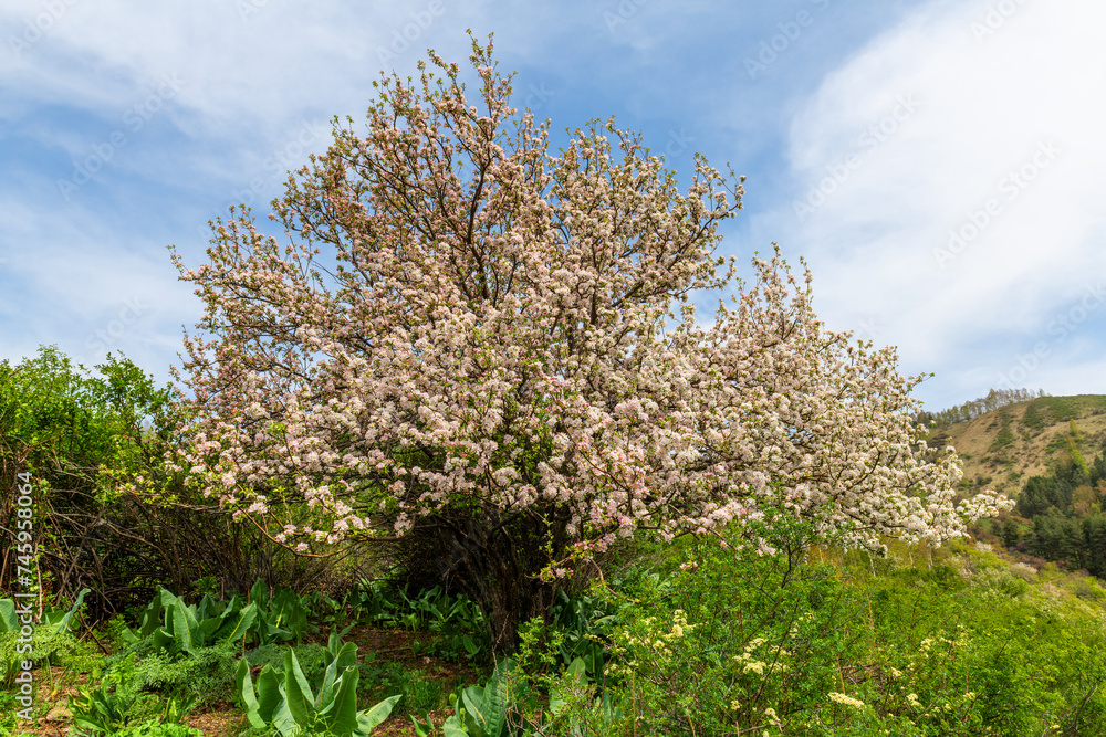 A blooming wild apple tree in the foothills near the Kazakh city of ...